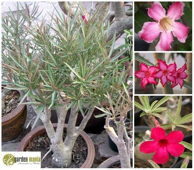 ADENIUM SOMALENSE