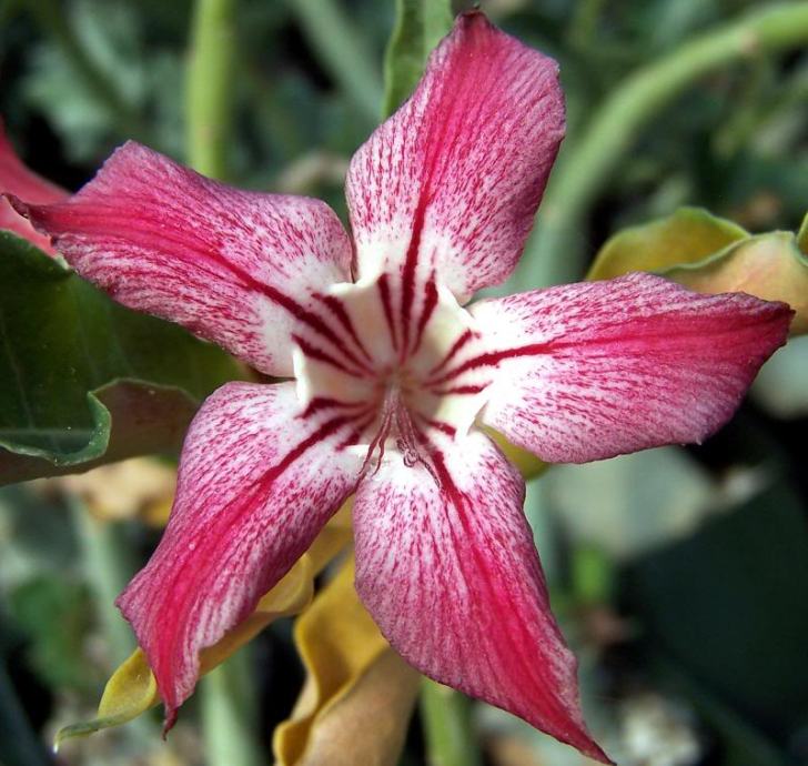 ADENIUM SOMALENSE