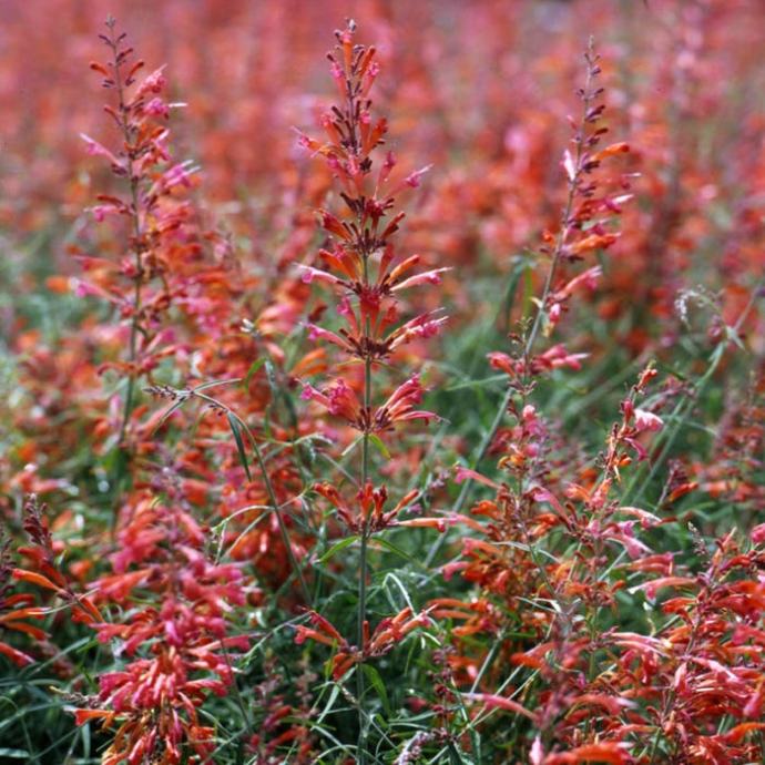 Agastache / Apache Sunset / SADNICE