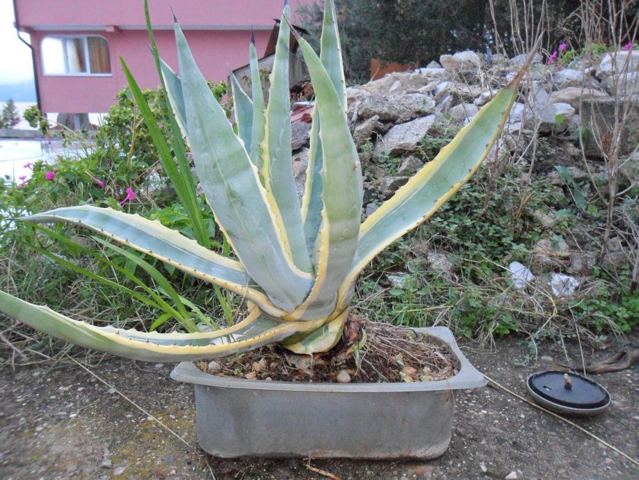 Agava /zelena i šatirana/