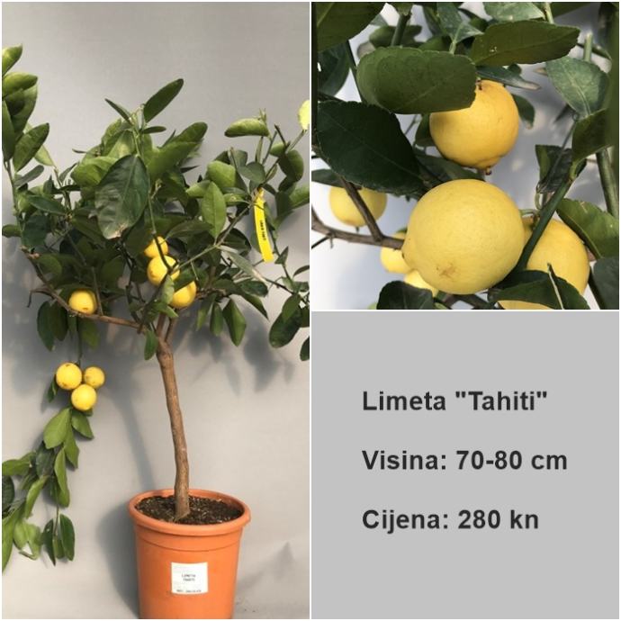 AGRUMI SA PLODOVIMA - VIŠEGODIŠNJE SADNICE - NOVO