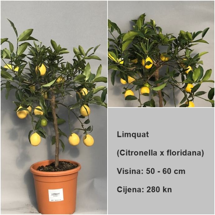 AGRUMI SA PLODOVIMA - VIŠEGODIŠNJE SADNICE - NOVO