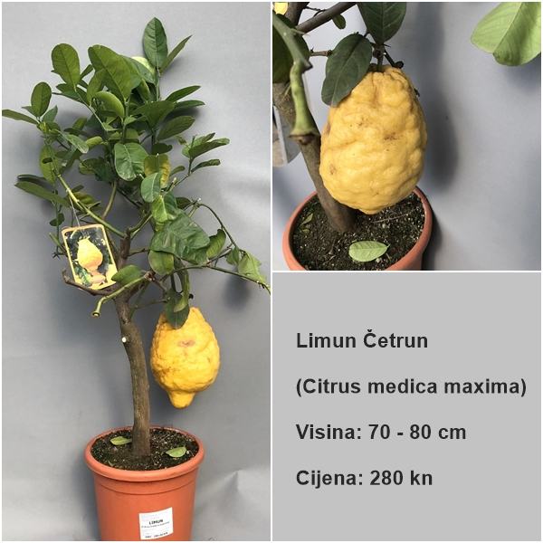 AGRUMI SA PLODOVIMA - VIŠEGODIŠNJE SADNICE - NOVO