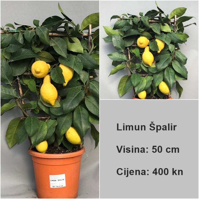 AGRUMI SA PLODOVIMA - VIŠEGODIŠNJE SADNICE - NOVO