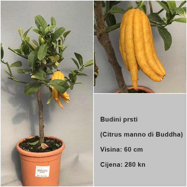 AGRUMI SA PLODOVIMA - VIŠEGODIŠNJE SADNICE - NOVO