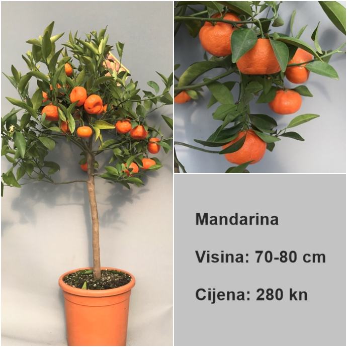 AGRUMI SA PLODOVIMA - VIŠEGODIŠNJE SADNICE - NOVO