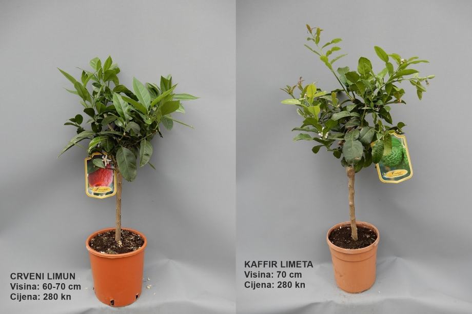 AGRUMI SA PLODOVIMA - VIŠEGODIŠNJE SADNICE - NOVO