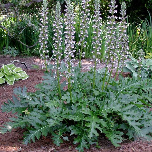 Akantus / Acanthus mollis / Medvjeđa šapa / SADNICE