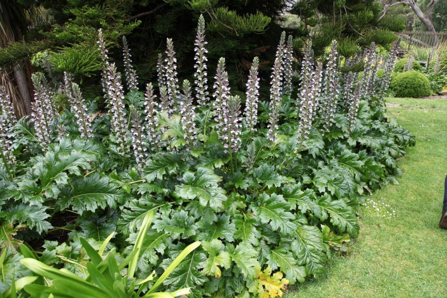 Akantus / Acanthus mollis / Medvjeđa šapa / SADNICE