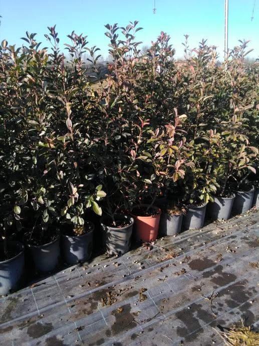 Sadnice Fotinija,Crvena živa ograda 0,50-2,00m visine