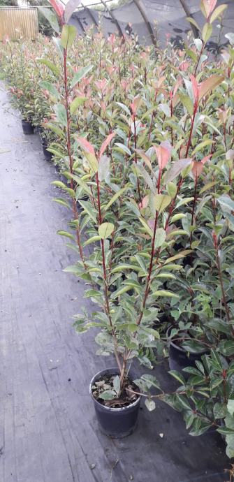 Sadnice Fotinija,Crvena živa ograda 0,50-2,00m visine