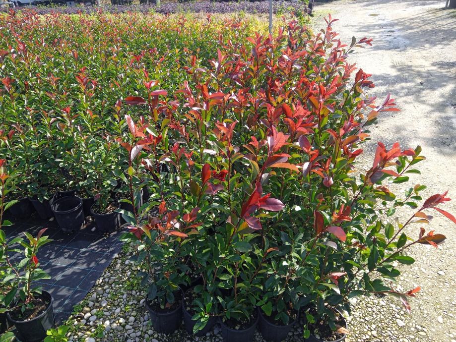 Sadnice Fotinija,Crvena živa ograda 0,50-2,00m visine