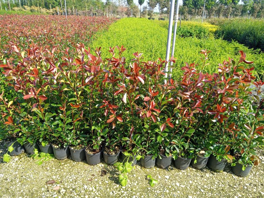 Sadnice Fotinija,Crvena živa ograda 0,50-2,00m visine