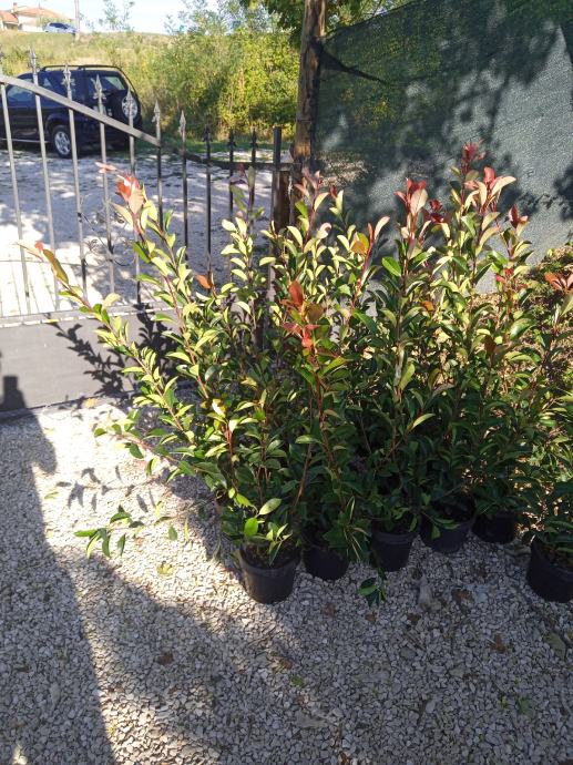 Sadnice Fotinija,Crvena živa ograda 0,50-2,00m visine