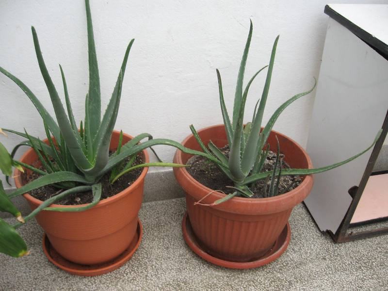 ALOE VERA-LJEKOVITA BILJKA