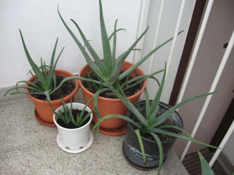 ALOE VERA-LJEKOVITA BILJKA