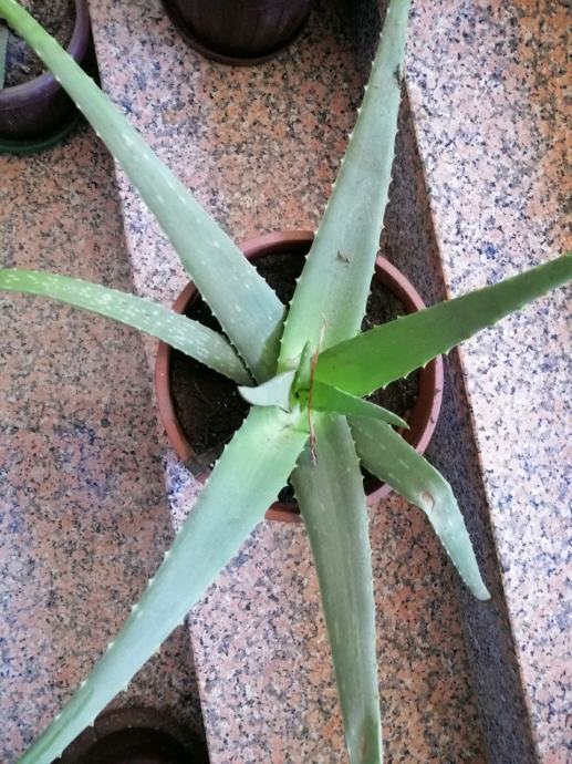 Aloja vera,Aloe vera