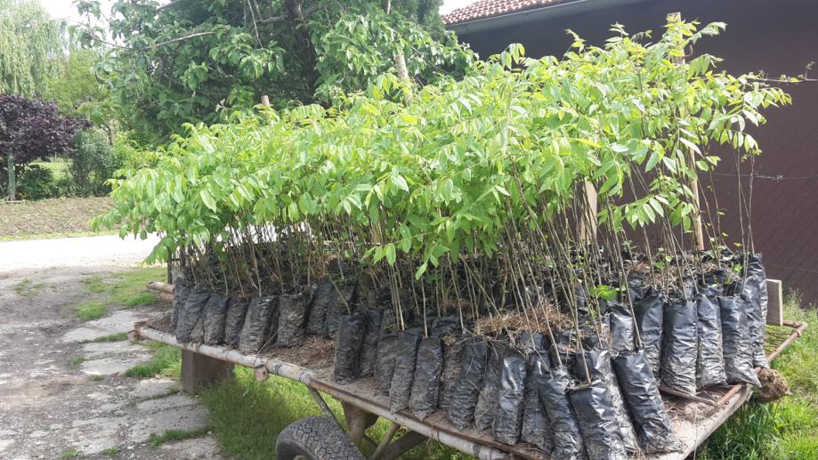 AMERIČKI CRNI ORAH - Sadnice , sadnja i održavanje RAČUN, GARANCIJA