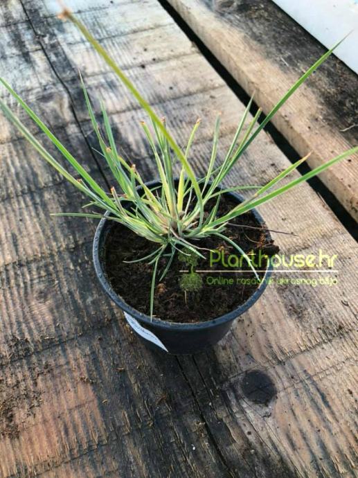Andropogon Prairie Blue / SADNICE