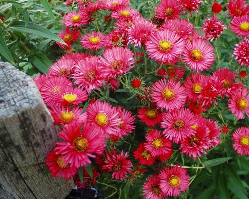 Aster September Rubin / SADNICE