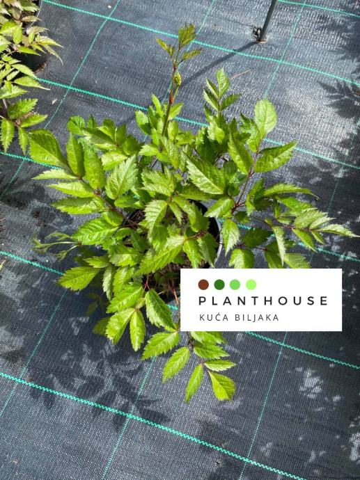 Astilbe / Else Schluk / SADNICE