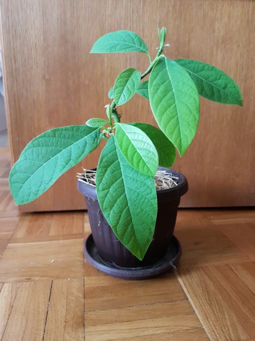 Avokado