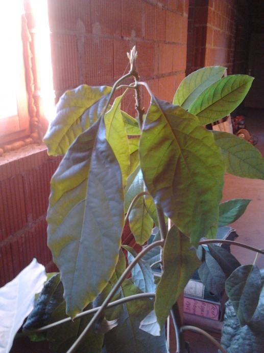 Avokado - stablo (sadnica)