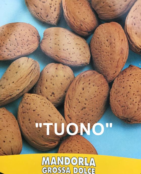 BADEM - BAJAM - sadnice