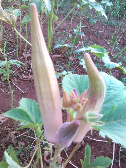 bamija - okra sjeme