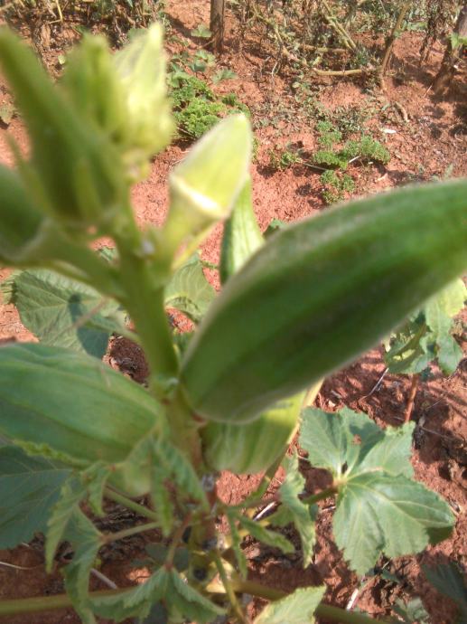 bamija - okra sjeme