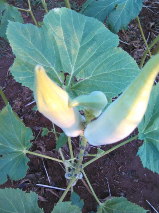 bamija - okra sjeme