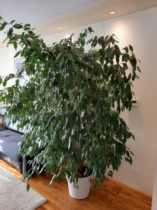 BENJAMIN BILJKA 2,1m