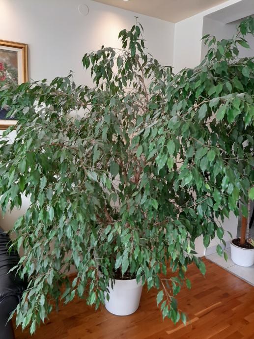 BENJAMIN BILJKA 2,1m