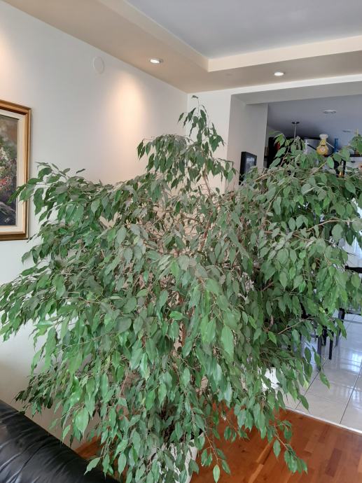 BENJAMIN BILJKA 2,1m