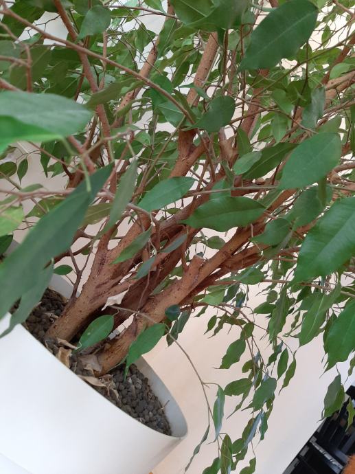 BENJAMIN BILJKA 2,1m