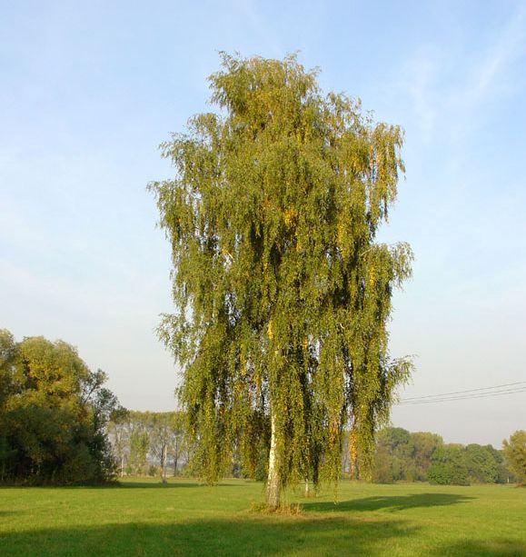 Bijela breza (betula pendula)