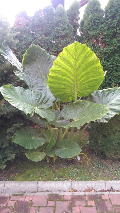 Biljka Adam (Alocasia)