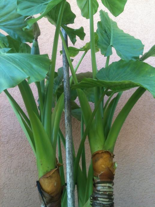 Biljka Adam - prodaja sadnice