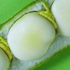 Bob Claudia 40 sjemenki