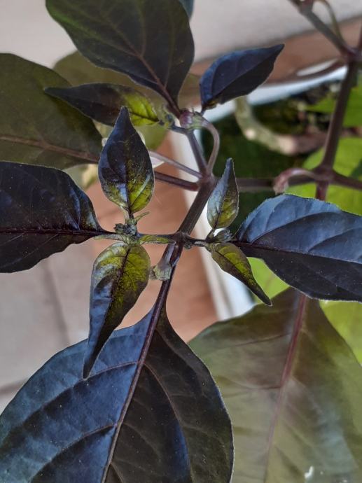 BONCHI (Bonsai Chilli)