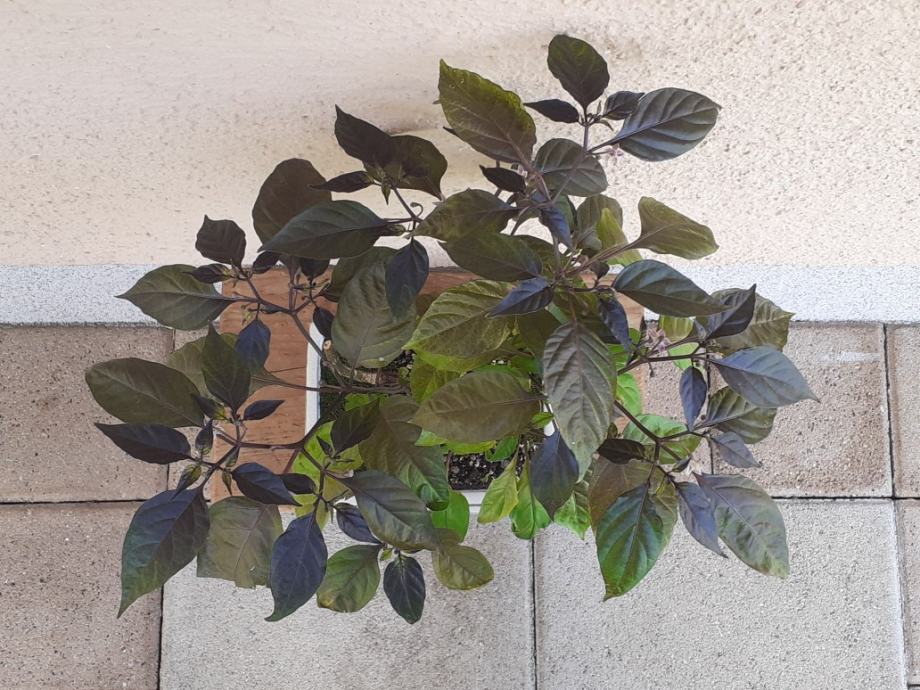 BONCHI (Bonsai Chilli)