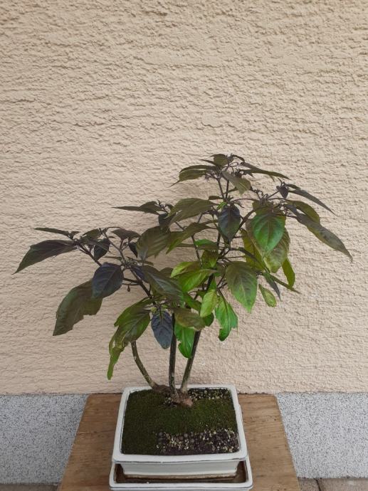 BONCHI (Bonsai Chilli)