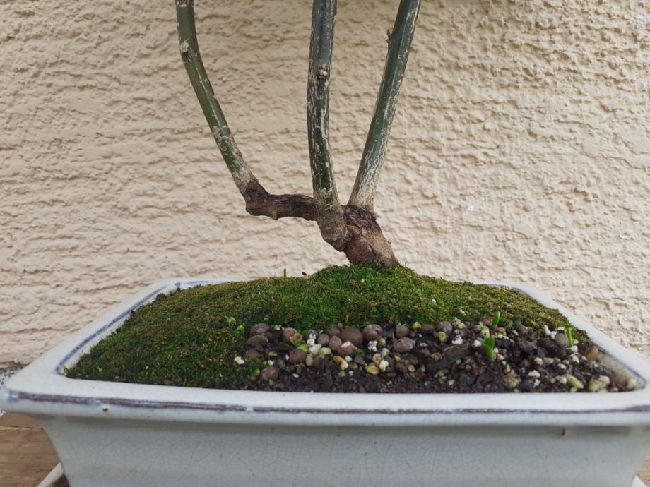 BONCHI (Bonsai Chilli)