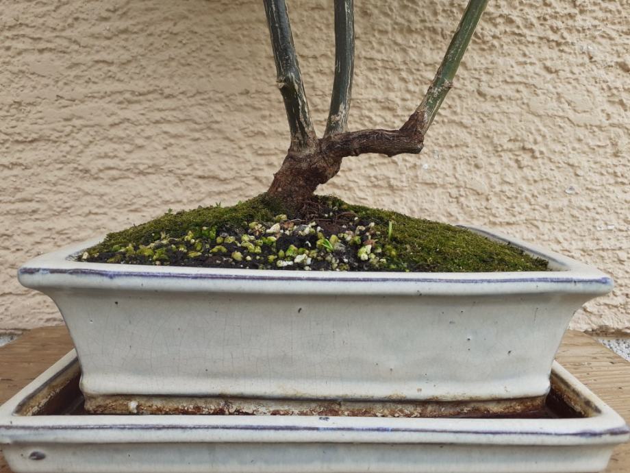 BONCHI (Bonsai Chilli)