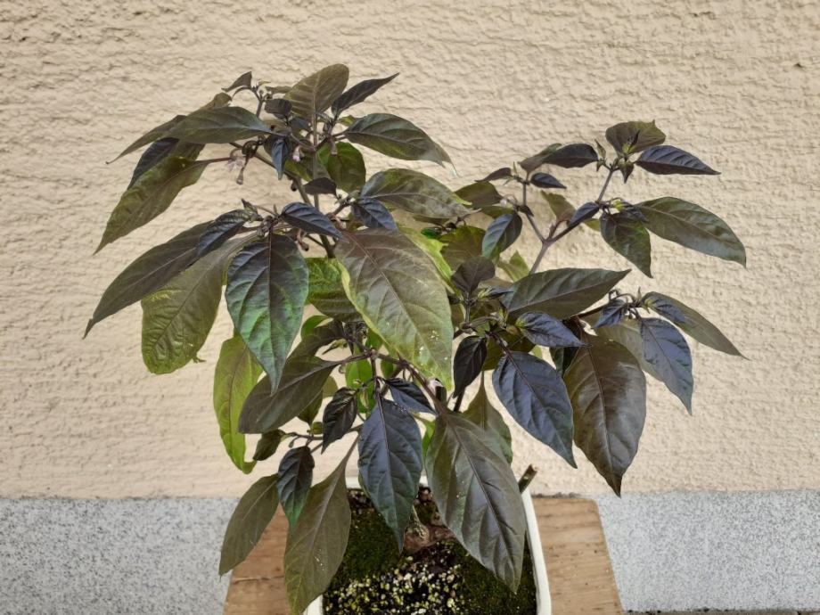 BONCHI (Bonsai Chilli)