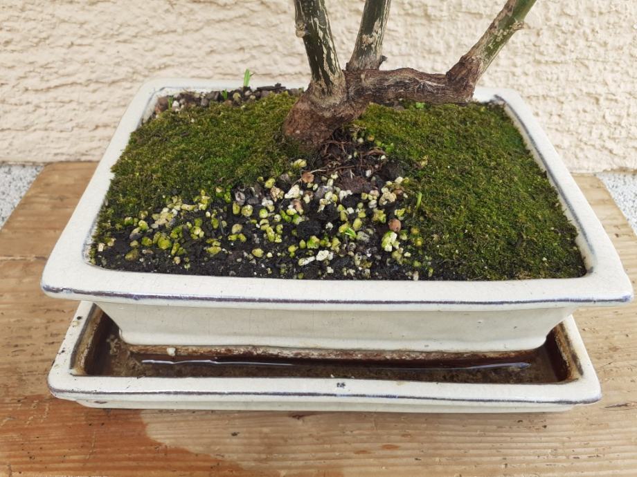 BONCHI (Bonsai Chilli)