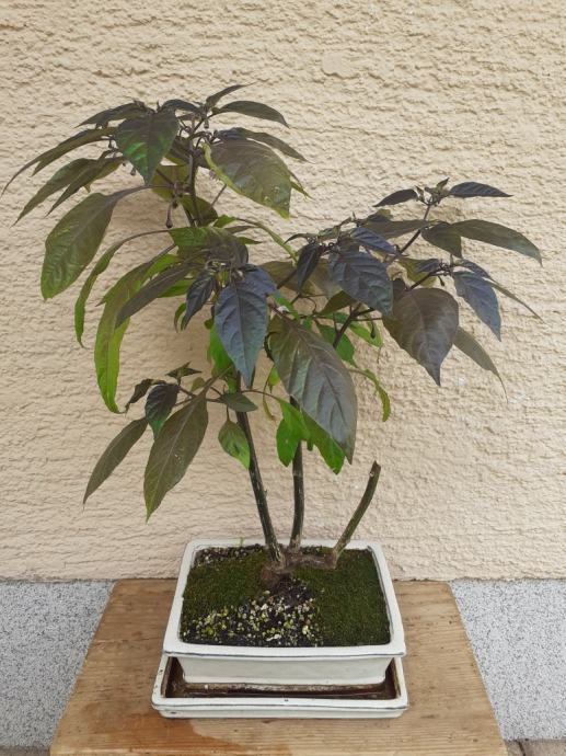 BONCHI (Bonsai Chilli)