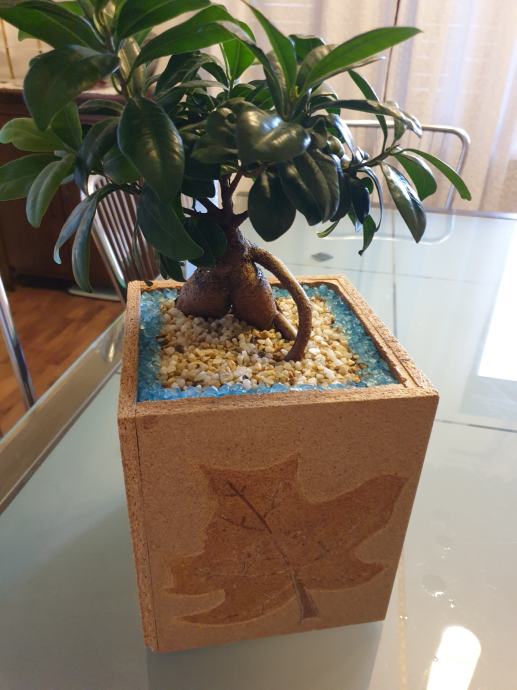 BONSAI BONZAI DRVO FICUS MICROCARPA GINSEG IKEA