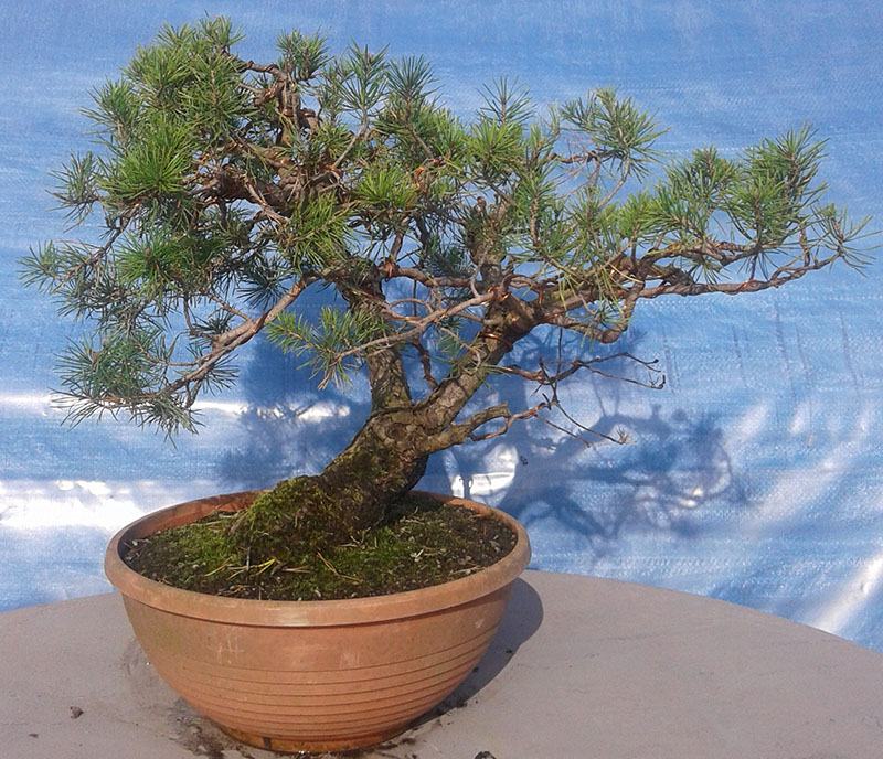 Bonsai drveće, vlastiti uzgoj