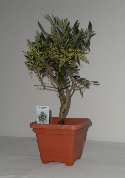 Bonsai MASLINA